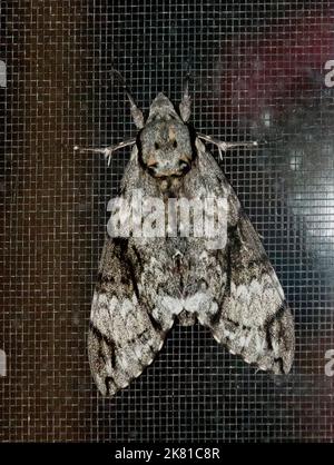 Australian Privet Hawk Moth, Psilogramma menephron, Sphingidae ...