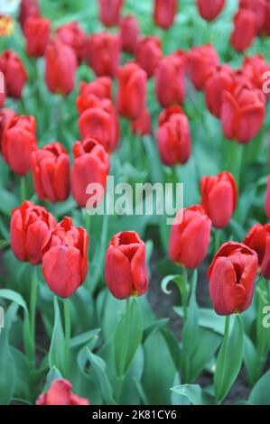 Red Triumph tulips (Tulipa) Strong Love bloom in a garden in April ...