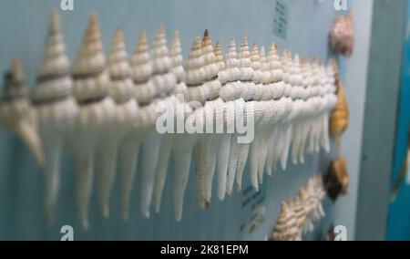 Photo of Raw Seashell in the Mallapuram India Seashell Museum, Chennai ...