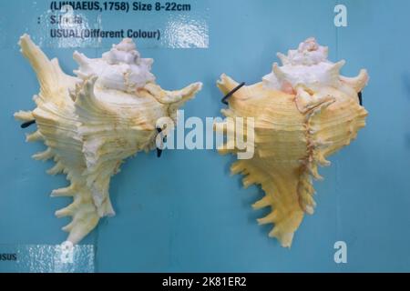 Photo of Raw Seashell in the Mallapuram India Seashell Museum, Chennai ...