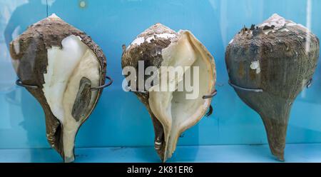 Photo of Raw Seashell in the Mallapuram India Seashell Museum, Chennai ...