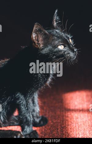 black kitten sitting on the red carpet Stock Photo - Alamy