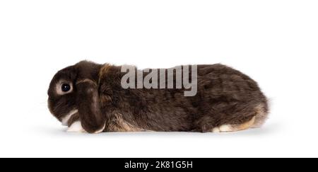 Handsome dark brown lop eared rabbit, bunny laying down flat facing ...