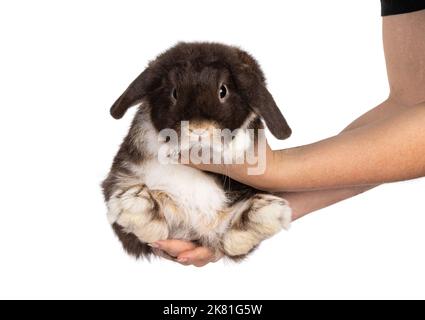 Handsome dark brown lop eared rabbit, bunny laying down flat facing ...