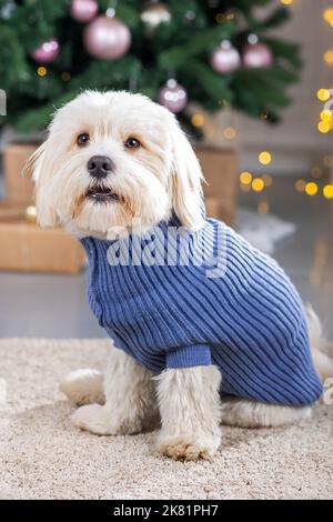 Cute bichon havanese dog studio shot Stock Photo - Alamy
