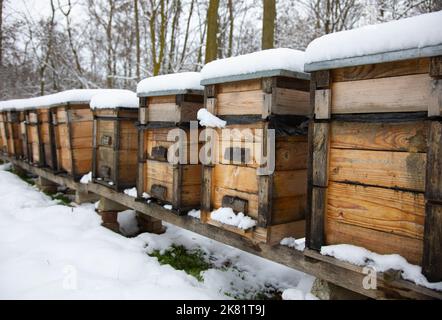 Beehives boxes in wintertime in forest Stock Photo - Alamy