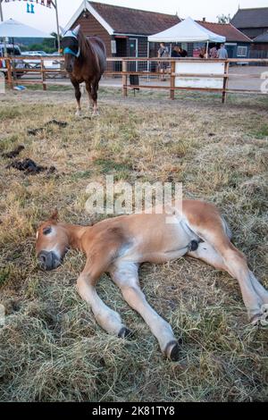 A young Suffolk Punch colt at the 2018 Maverick Americana music ...