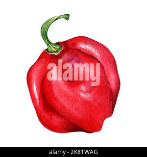 Habanero red hot pepper watercolor illustration isolated on white ...