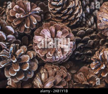 Closeup shot of decorative pinecones for Christmas time Stock Photo - Alamy
