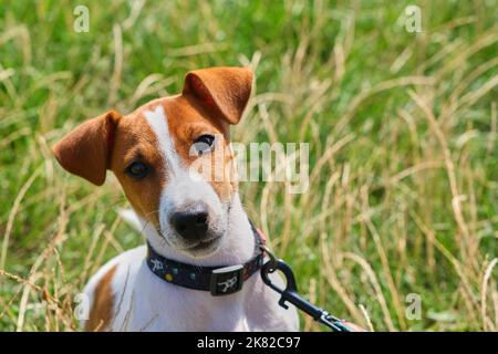 Crazy smiling dog jack russel terrier on green grass Stock Photo - Alamy