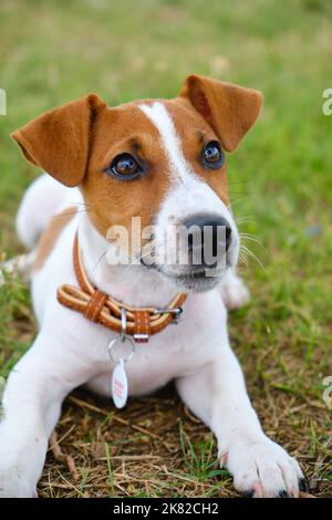 Crazy smiling dog jack russel terrier on green grass Stock Photo - Alamy