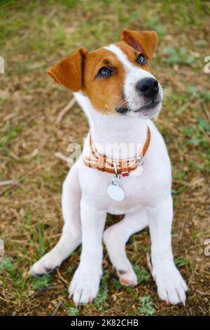 Crazy smiling dog jack russel terrier on green grass Stock Photo - Alamy