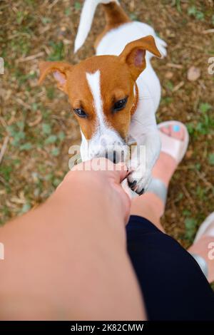 cute small dog asking for food or treats standing on two legs Stock ...