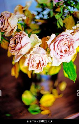 Dead Pink Roses Stock Photo - Alamy