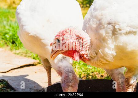 Turkey cubs. Little turkeys. Feeding and caring for birds. Poultry farm ...