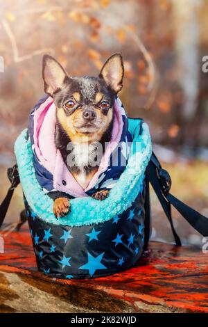 Chihuahua dog in clothes in a dog bag. dog in bag Stock Photo - Alamy