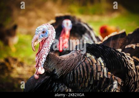 Free range bronze turkeys on a farm in Yorkshire, England, UK Stock ...