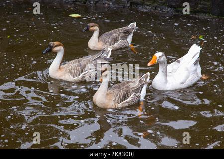 Portugal, Madeira, Parque das Queimadas, cafe, house Stock Photo - Alamy