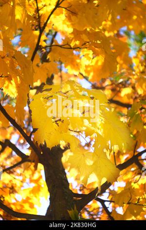 Beautiful spring leaves, close up Stock Photo - Alamy