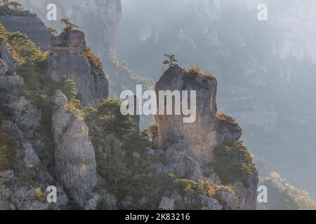 Landscape of a wild and preserved valley, canyon in the Cevennes ...