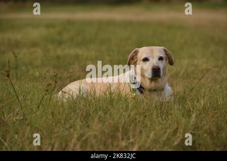 Yellow Lab laying in grass Stock Photo - Alamy
