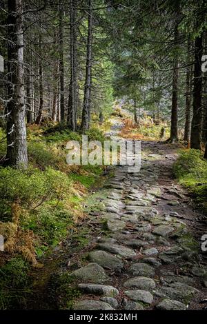 Footpath in coniferous forest, Dill valley, High Tatras mountain ...