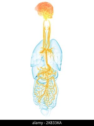 3D illustration showing active brain and energetic vagus nerve (tenth ...