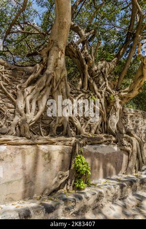 Tree roots in masonry of jungle temple, near Angkor Thom, old Khmer ...