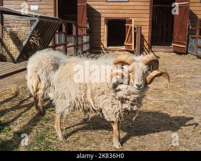 Portrait of male mini sheep or Ovis aries. Furry farm animal in paddock ...