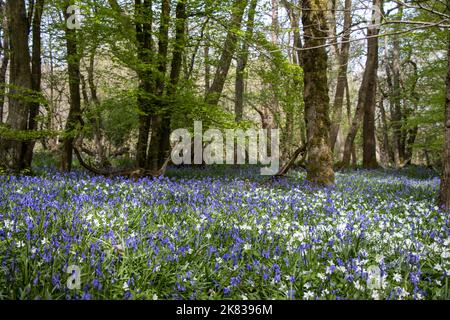 Carpet of bluebells in the woods at Arlington, East Sussex. Bluebell ...