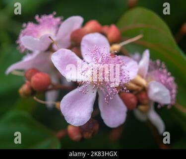 Flower on Achiote Tree (Bixa Orellana) - a medicinal plant of the ...