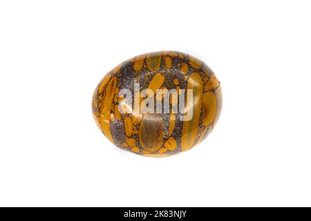 Bamboo leaf jasper tumble isolated on white background Stock Photo - Alamy