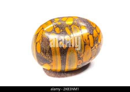Bamboo leaf jasper tumble isolated on white background Stock Photo - Alamy