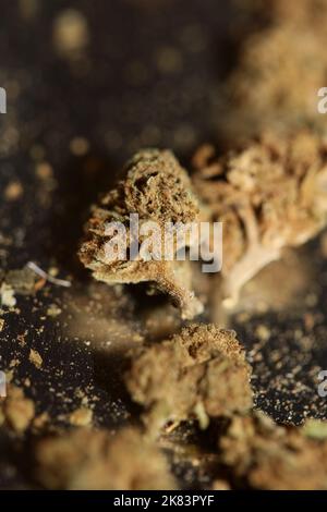 Marihuana medical bad cbd close up botanical background big size high ...