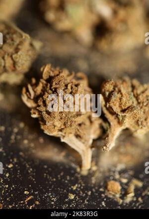 Marihuana medical bad cbd close up botanical background big size high ...