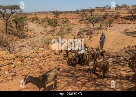 TIGRAY, ETHIOPIA - MARCH 22, 2019: Local man plowing a field with oxen ...