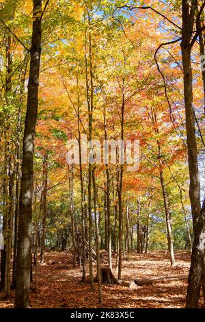 Autumn painted the forests of Canadian forests with golden colors Stock ...