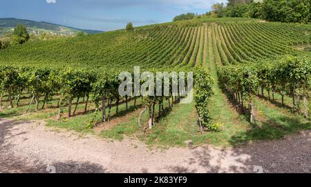 Panoramic view of vine fields along the wine route at sunset Stock ...