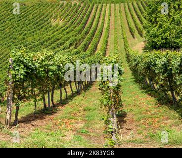 Panoramic view of vine fields along the wine route at sunset Stock ...
