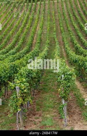Panoramic view of vine fields along the wine route at sunset Stock ...