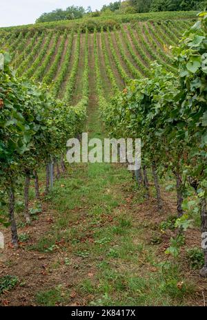 Panoramic view of vine fields along the wine route Stock Photo - Alamy