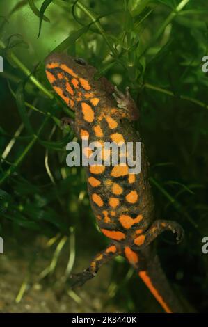Detailed closeup on an aquatic endangered African Algerian ribbed newt ...