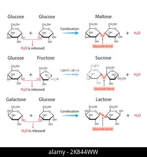Maltose Formation. Glycosidic Bond Formation From Two molecules of ...