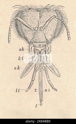 Vintage illustration of the European honey bee digestive system ...