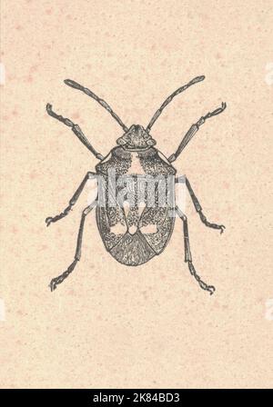 Assassin bugs use piercing, sucking mouthparts to feed, and have long ...