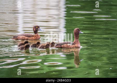 Tufted duck Family swims with their ducklings in green lake water. A ...