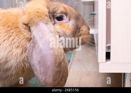 Cute red house rabbit in the room close up Stock Photo - Alamy