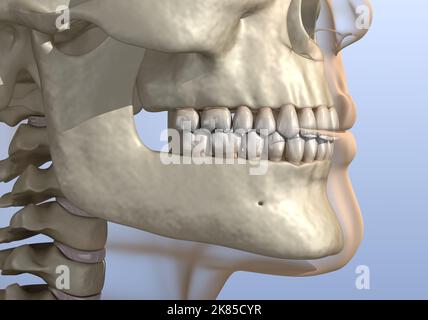 Overly large or too prominent chin, human skull. Medically accurate 3D ...