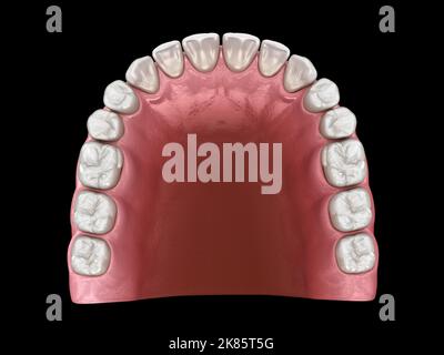U-shape ovoid arch form of maxilla. Medically accurate tooth 3D ...