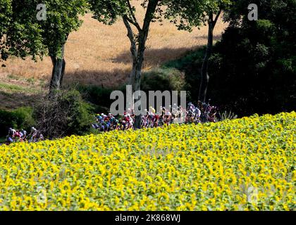 the peloton rides past some sunflowers during Tour De France, Stage 15 ...